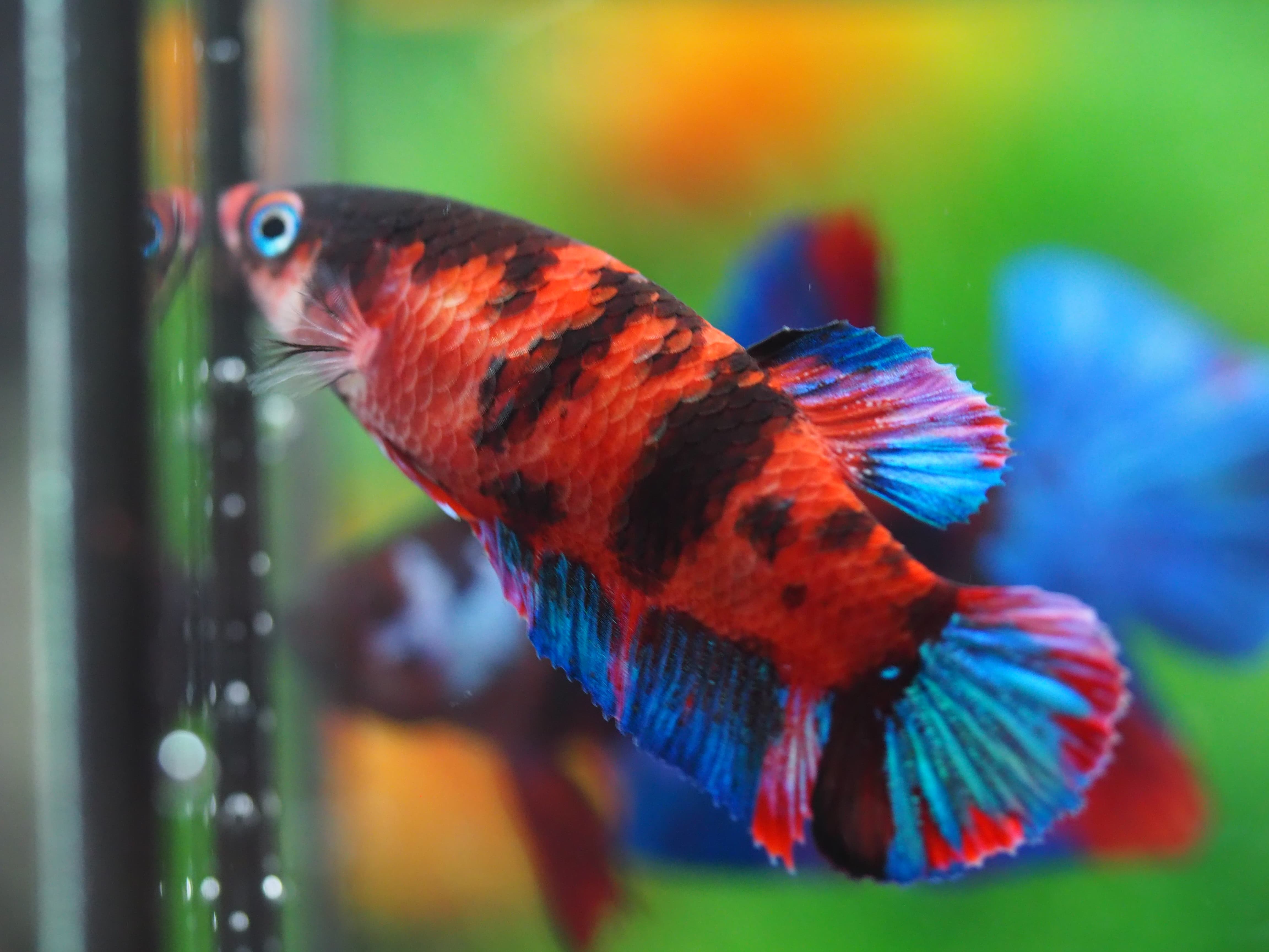 HMPK KOI GALAXY GRADE A++ FEMALE - จำหน่ายปลากัด : Inspired by LnwShop.com
